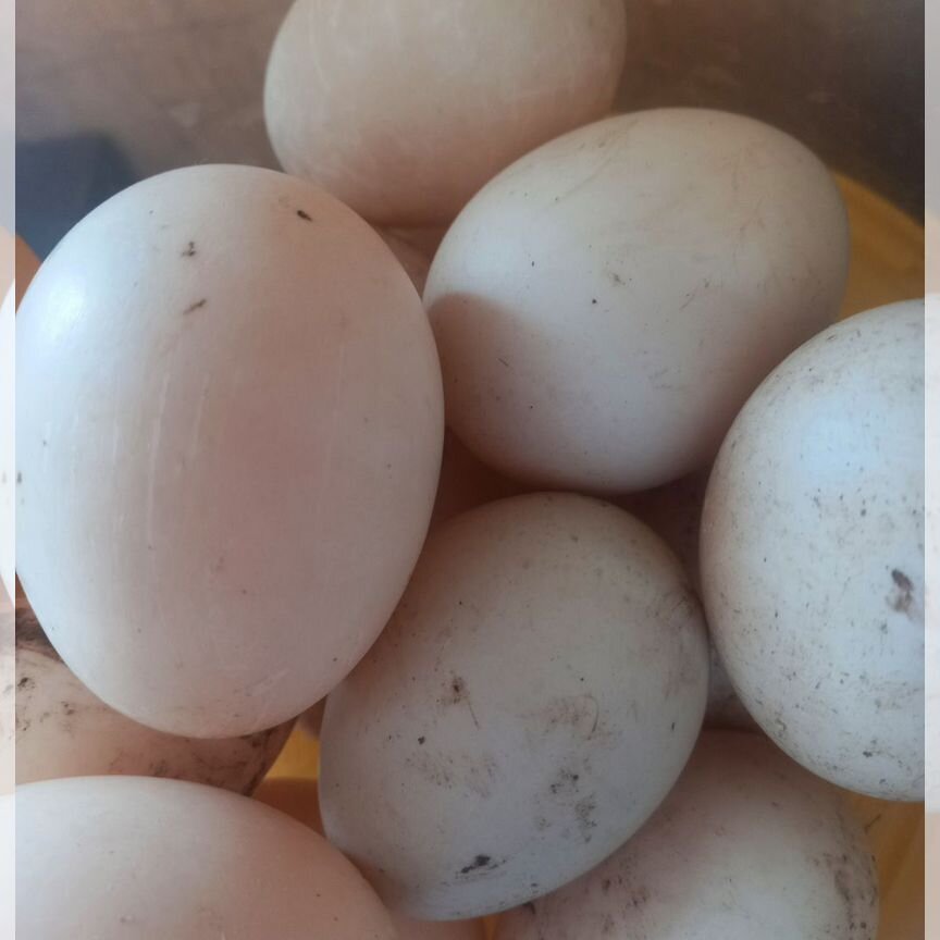 Яйцо мускусной утки