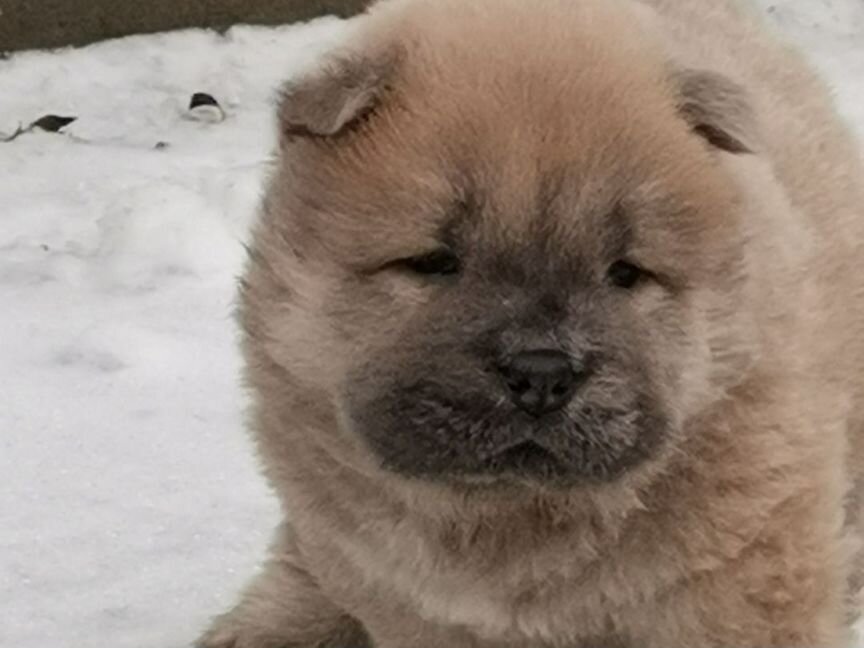 Чаушенок - медвежонок