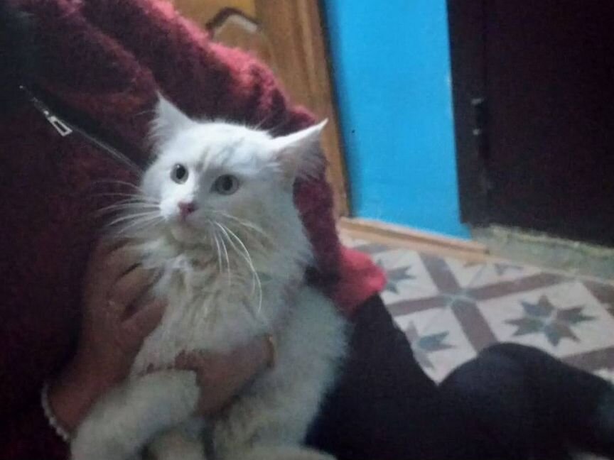 Белоснежный котик
