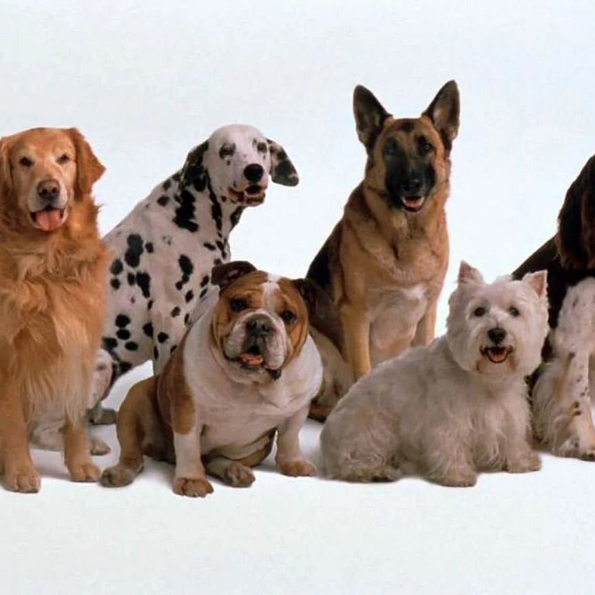 Берем на передержку собак (догситтер)