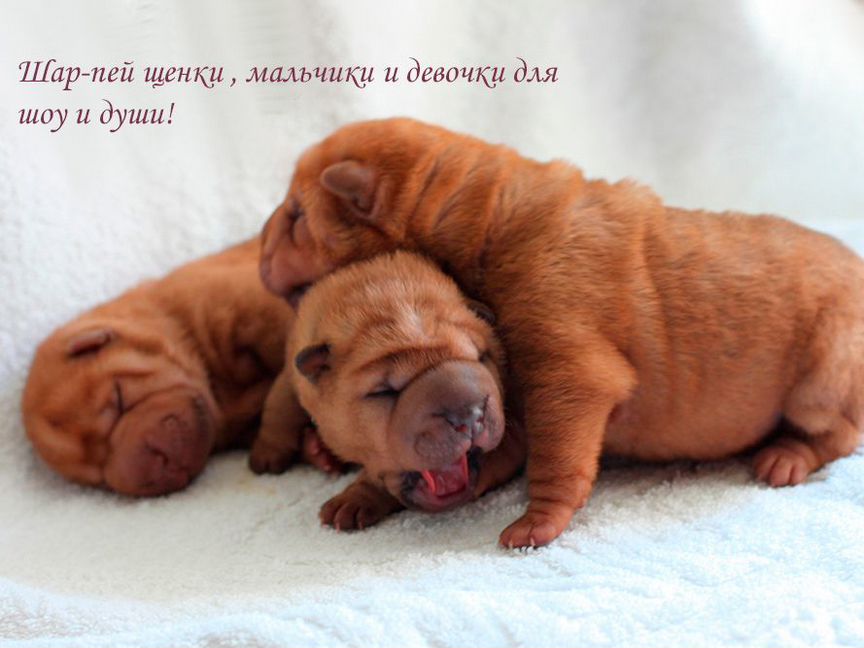 Щенки шарпей, классика