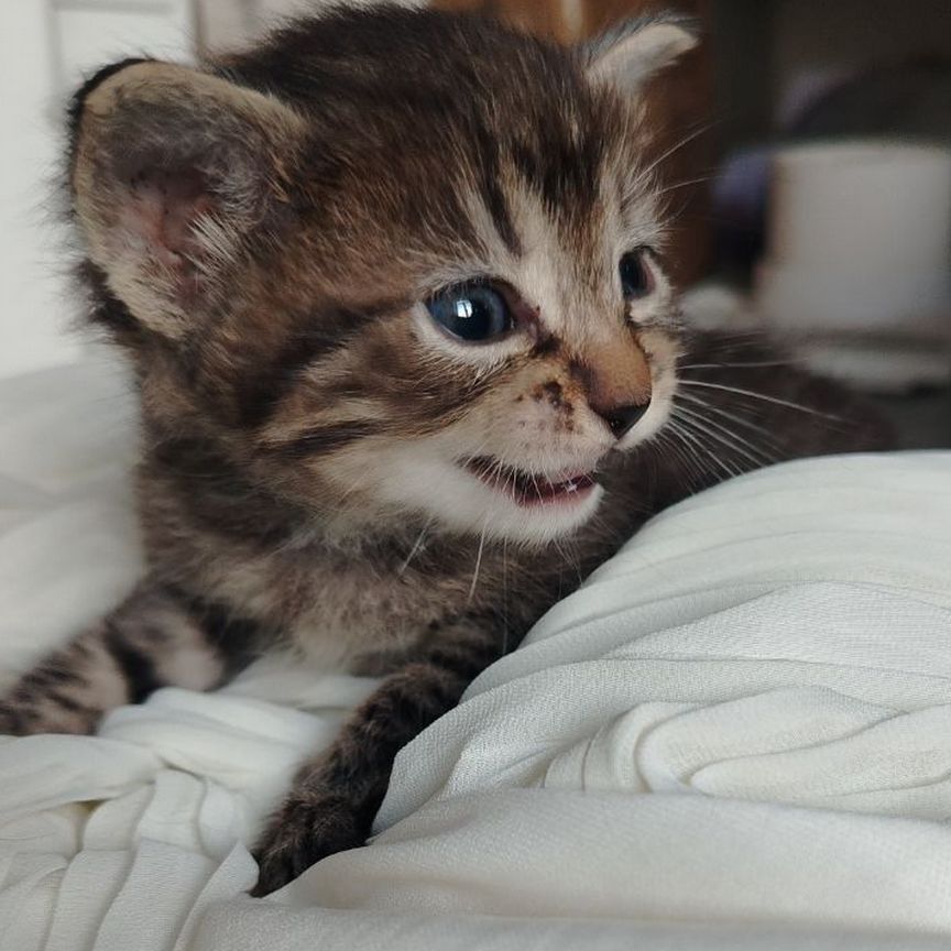 Котёнок в добрые руки