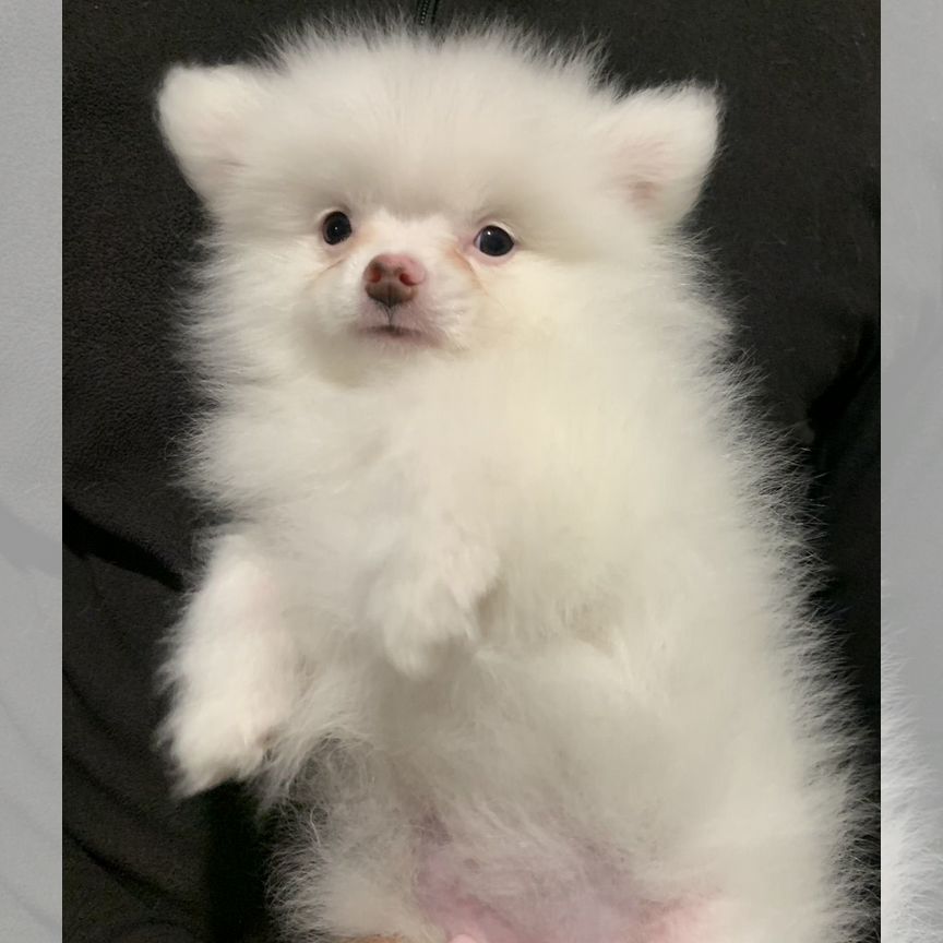 Померанский шпиц, щенок