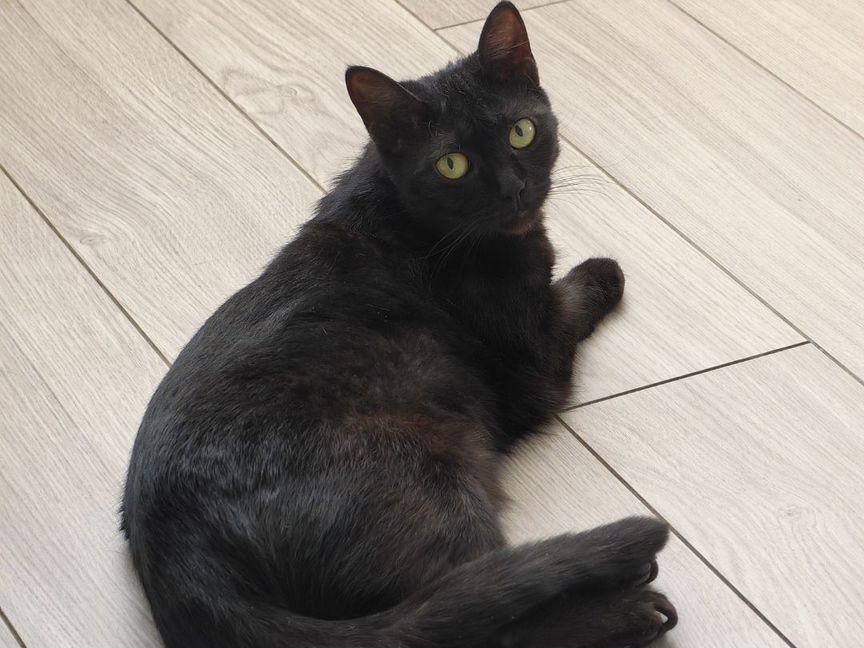 Особенная кошка Чуча