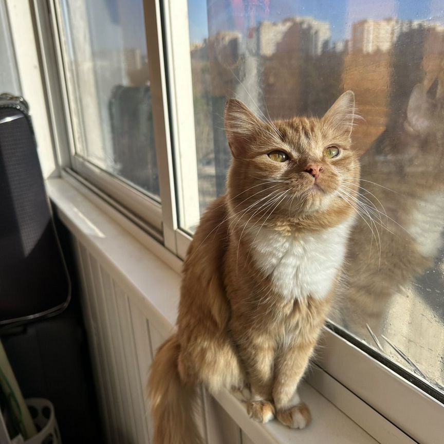 Кошки в добрые руки