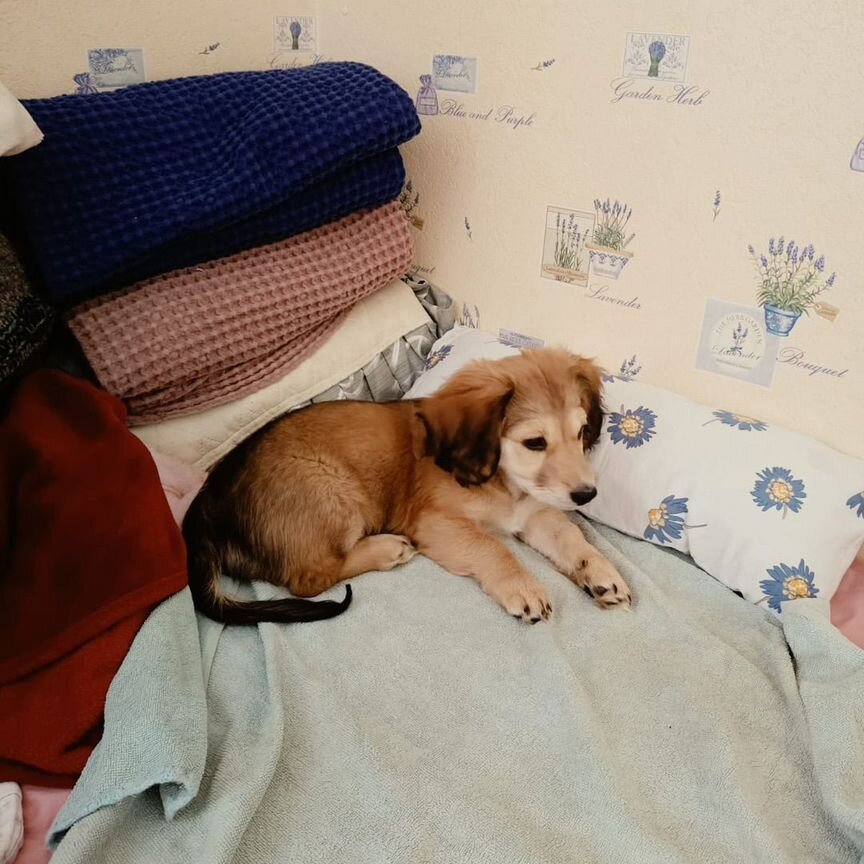 Щенок