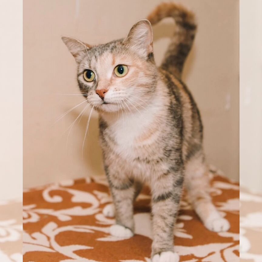 Кошка в добрые руки