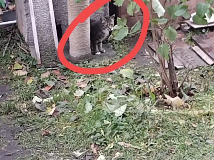 Котёнок ищет дом или передержку