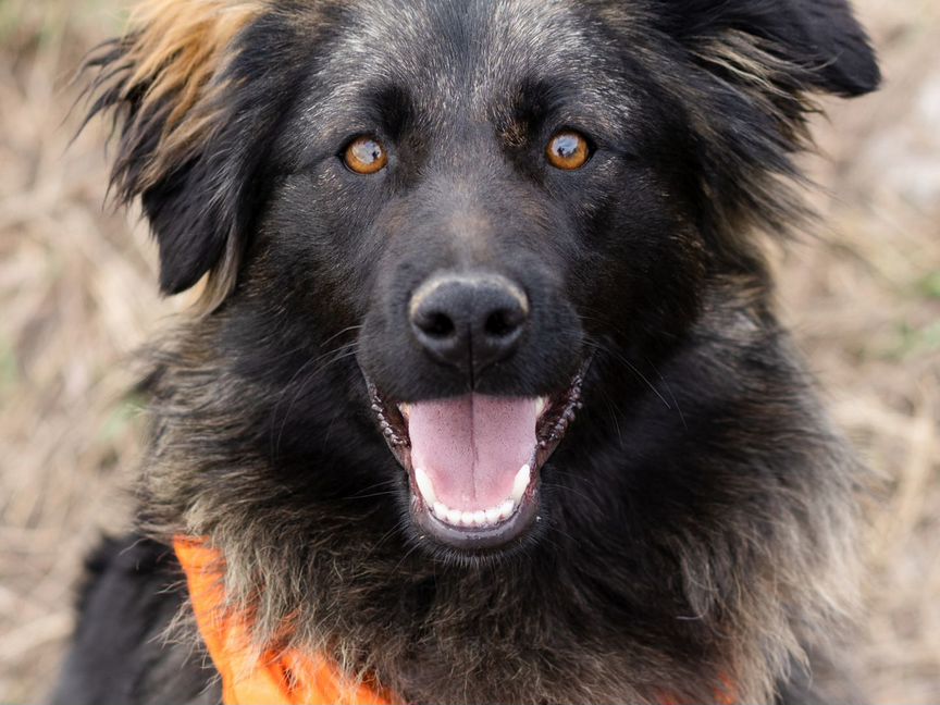 Милашка очень ждет свою семью в приюте