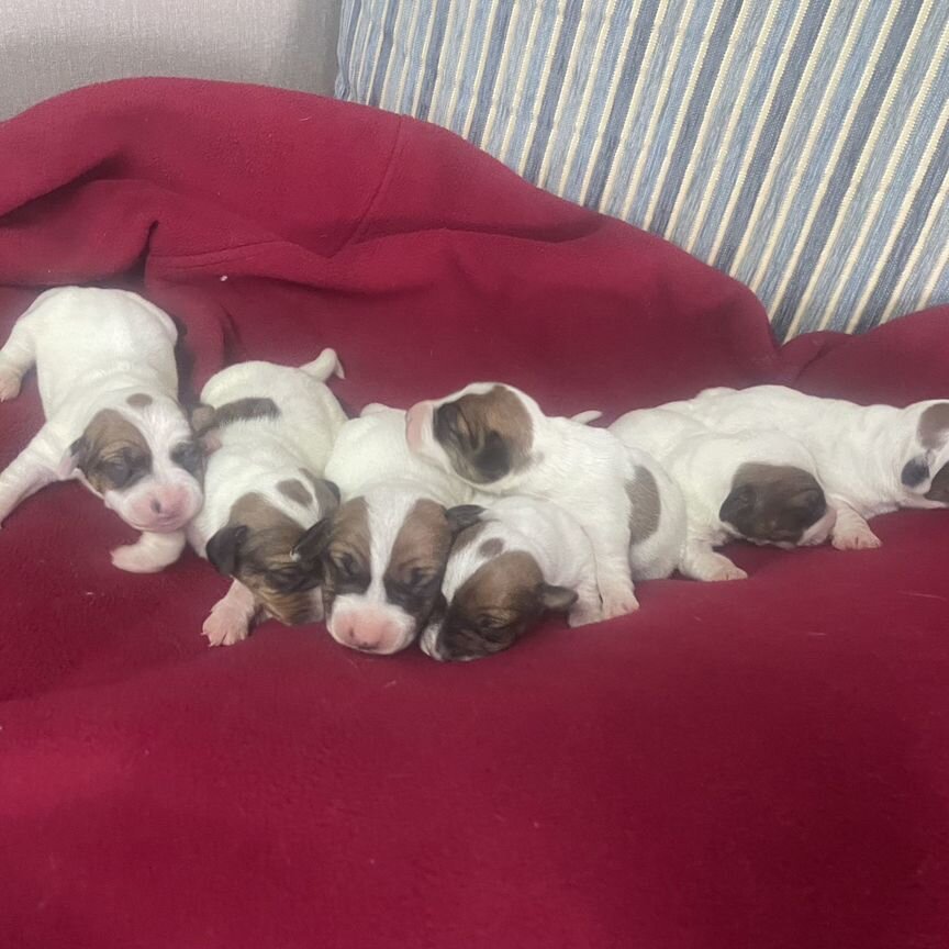 Щенки Джек Рассел