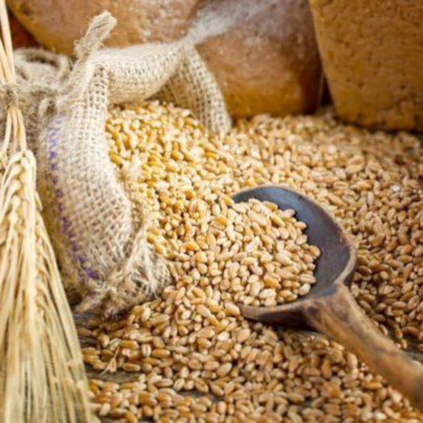 Пшеница с доставкой оптом
