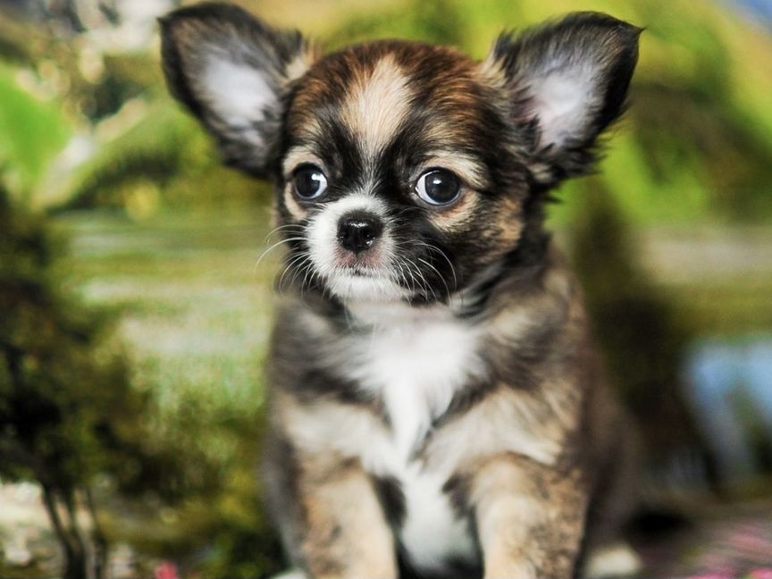 Чихуахуа super девочка