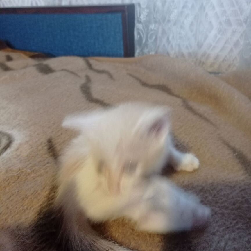 Отдам в добрые руки котят, приученный к лотку