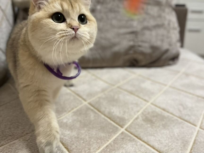 Британская золотая шиншилла