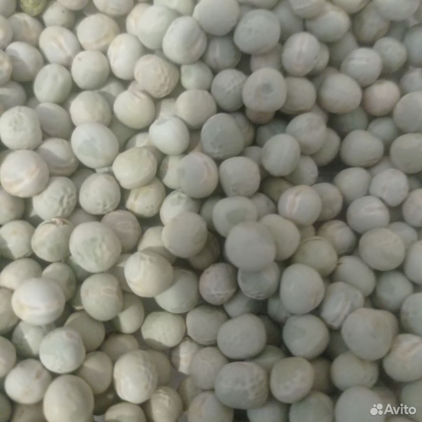 Горох мадрас для микрозелень