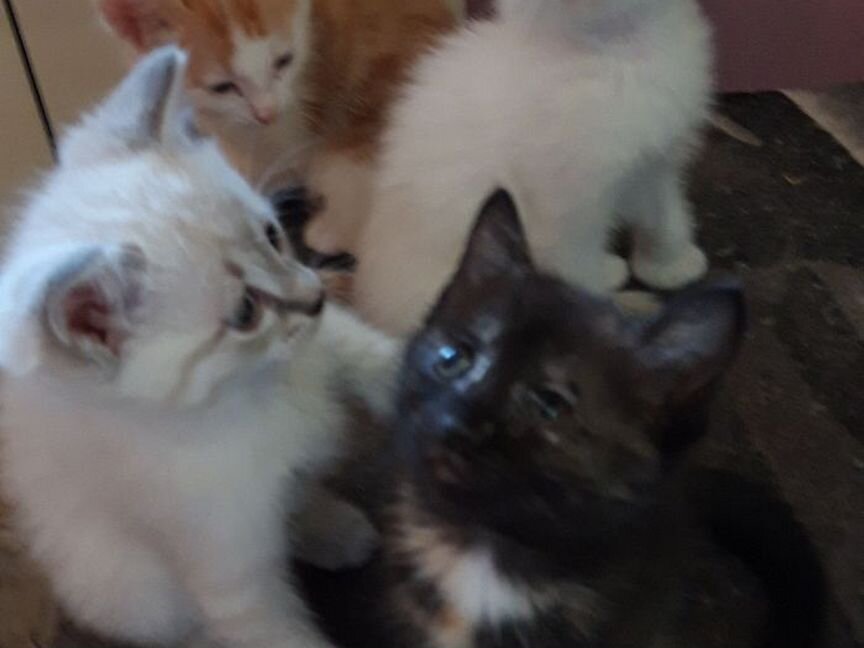 Котята в добрые руки бесплатно