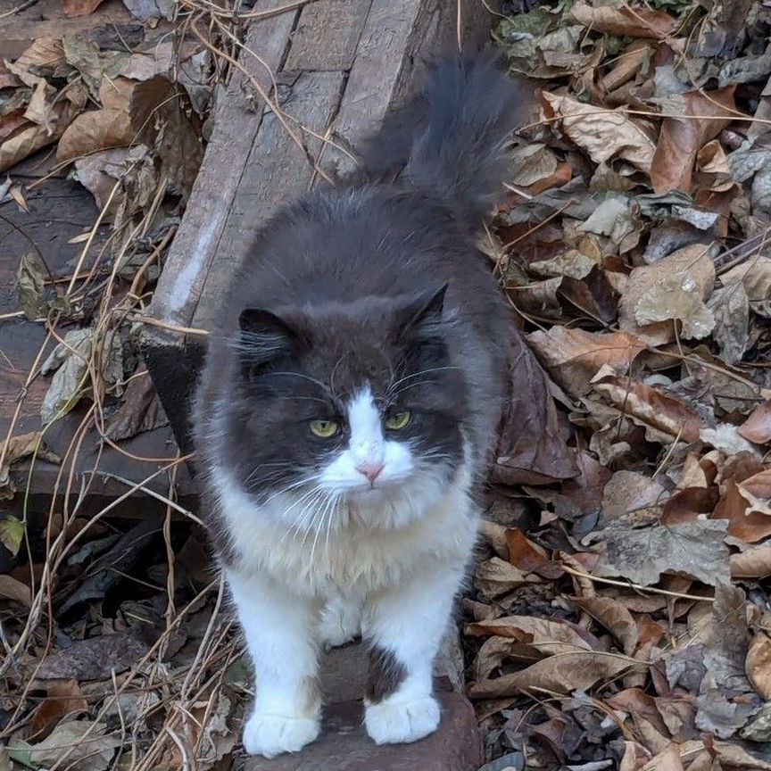 Пушистый котик