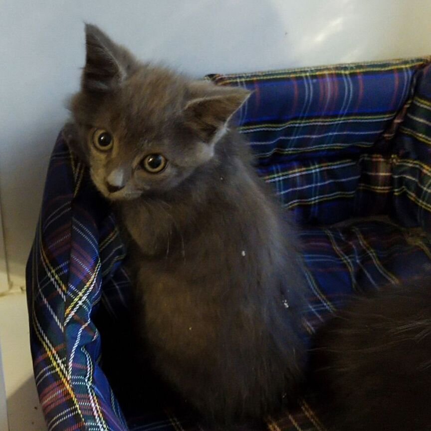 Котёнок Жорик 2 месяца