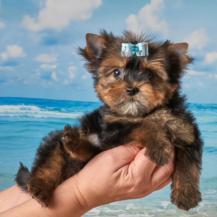 Йоркширский терьер, щенок