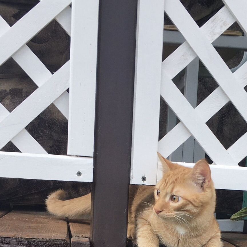 Рыженький котик