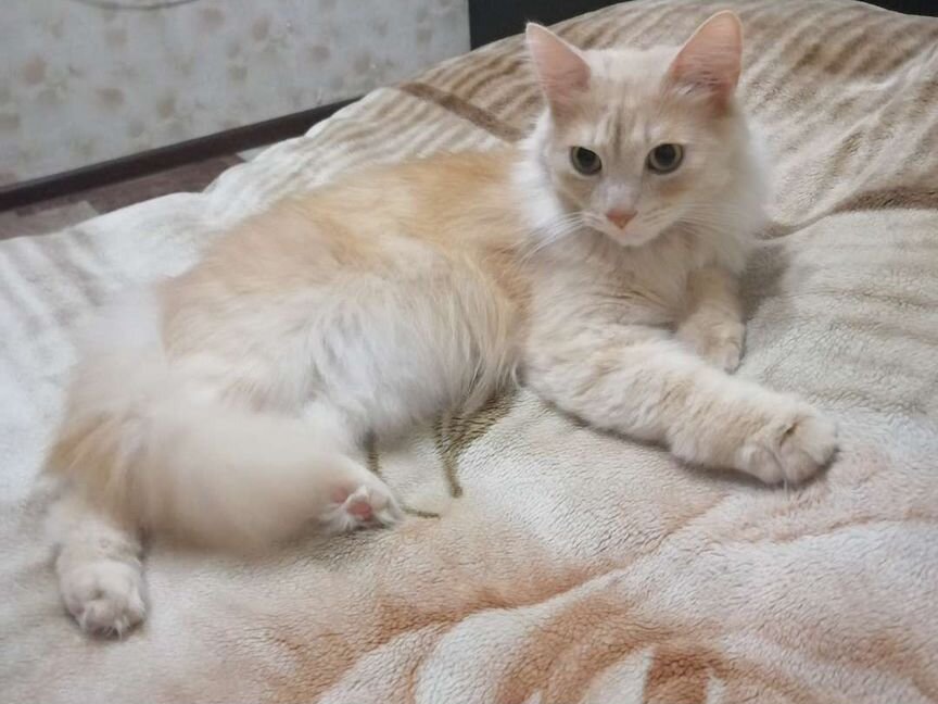 Кот в добрые руки