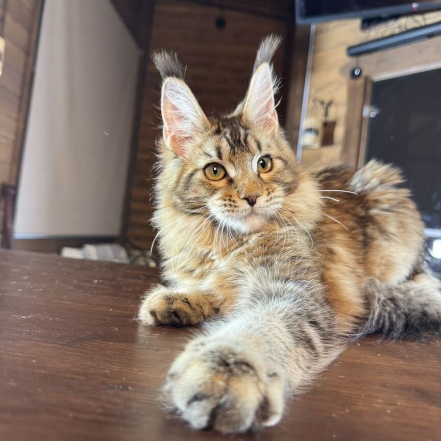 Мейн-кун кошечка