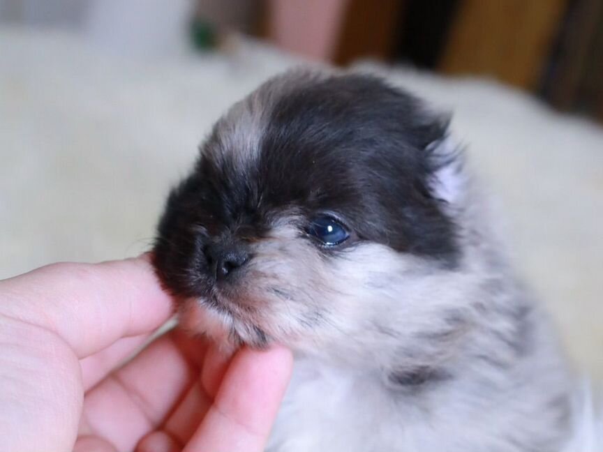 Померанский Шпиц девочка-окрас мерле(Арлекин)