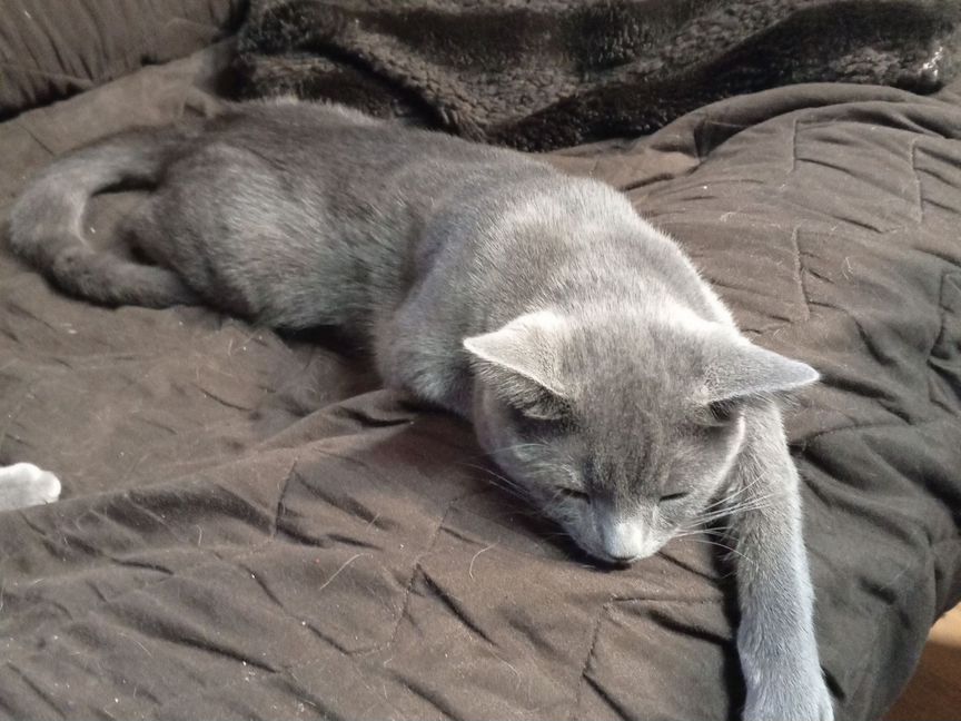 Британец серо голубой