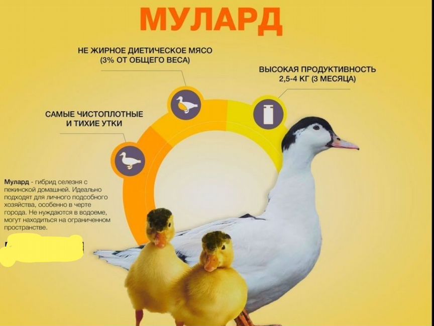 Продам Уток Мулардов