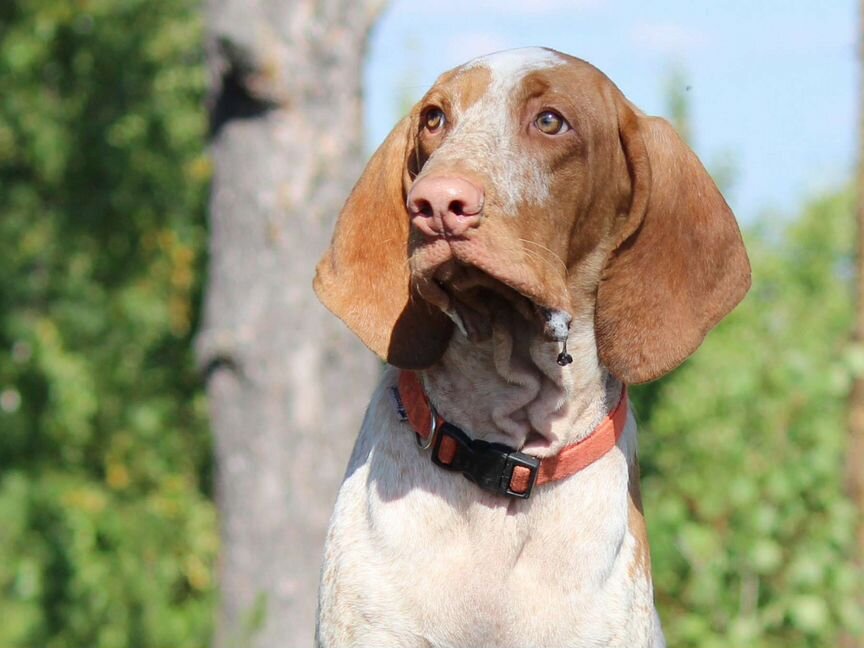 Итальянский бракко