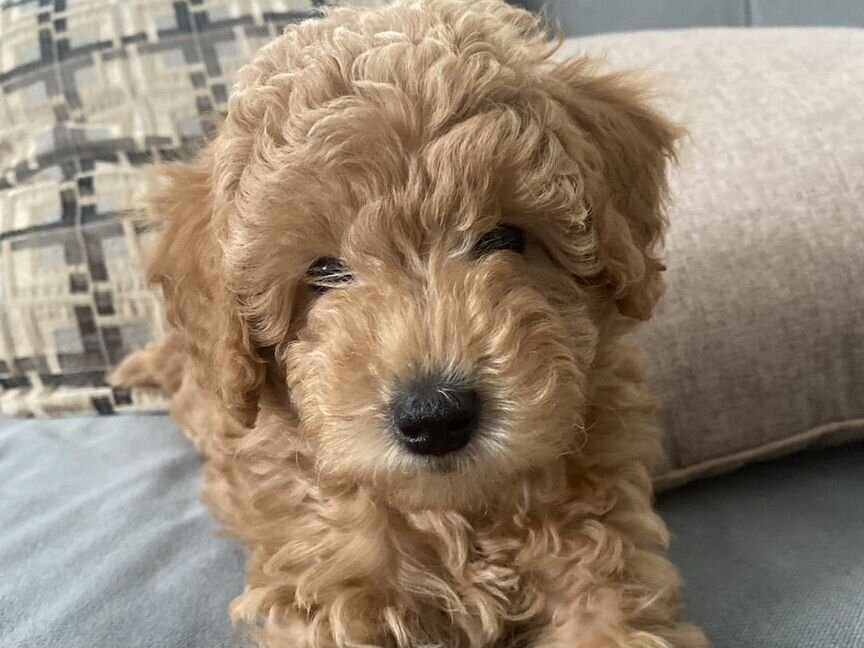 Щенки мальтипу