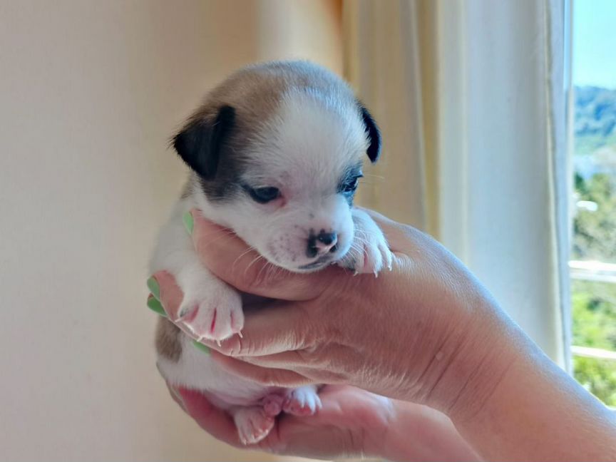 Малышки француз шпицы