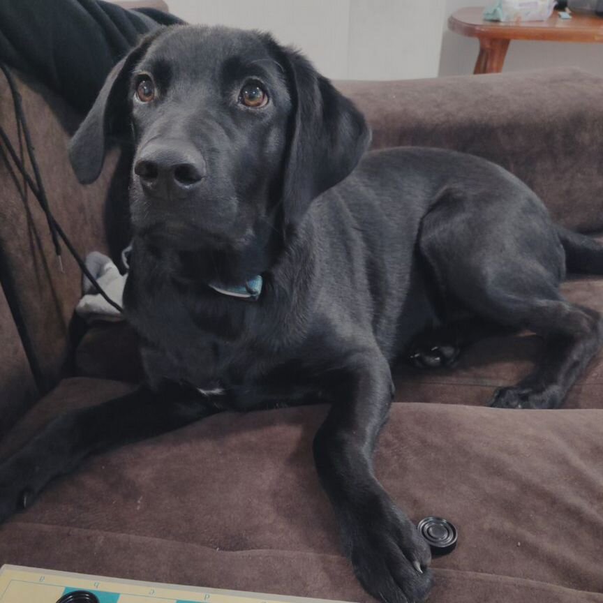 Лабрадор-ретривер, щенок