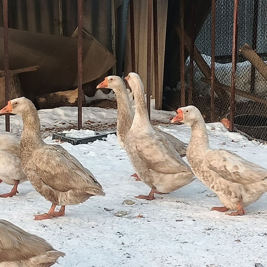 Гуси породы линда семя , гусак и гусиня
