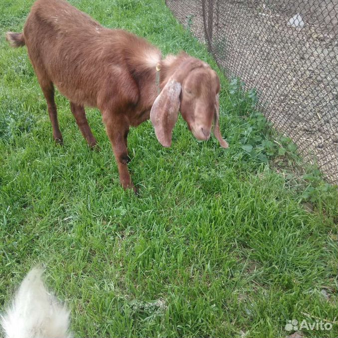 Козел.Нубиец-камори