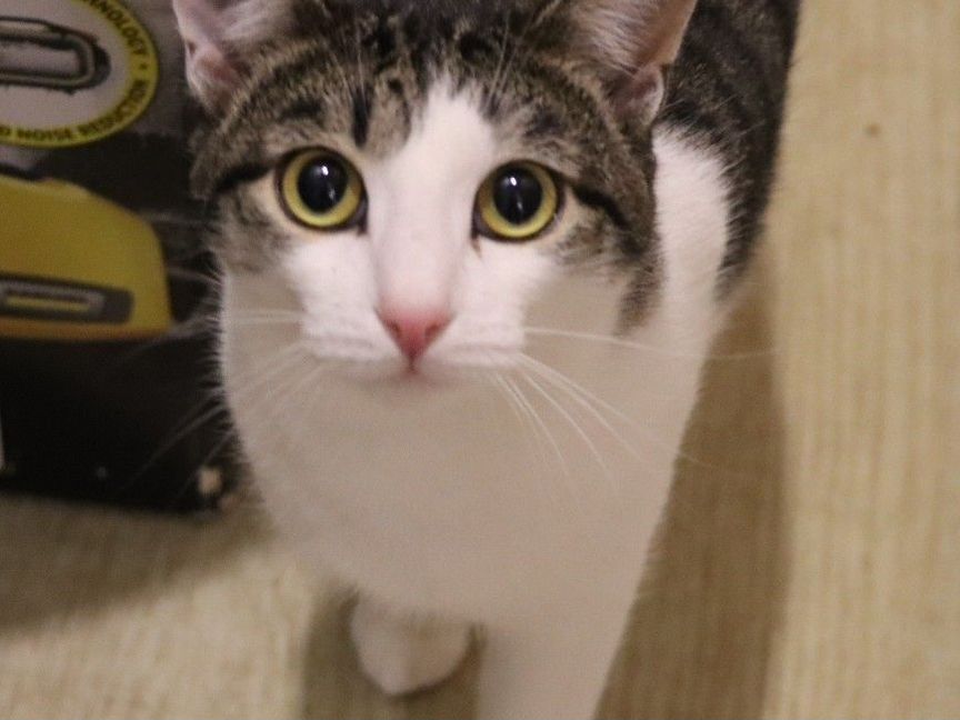 Красивый кот