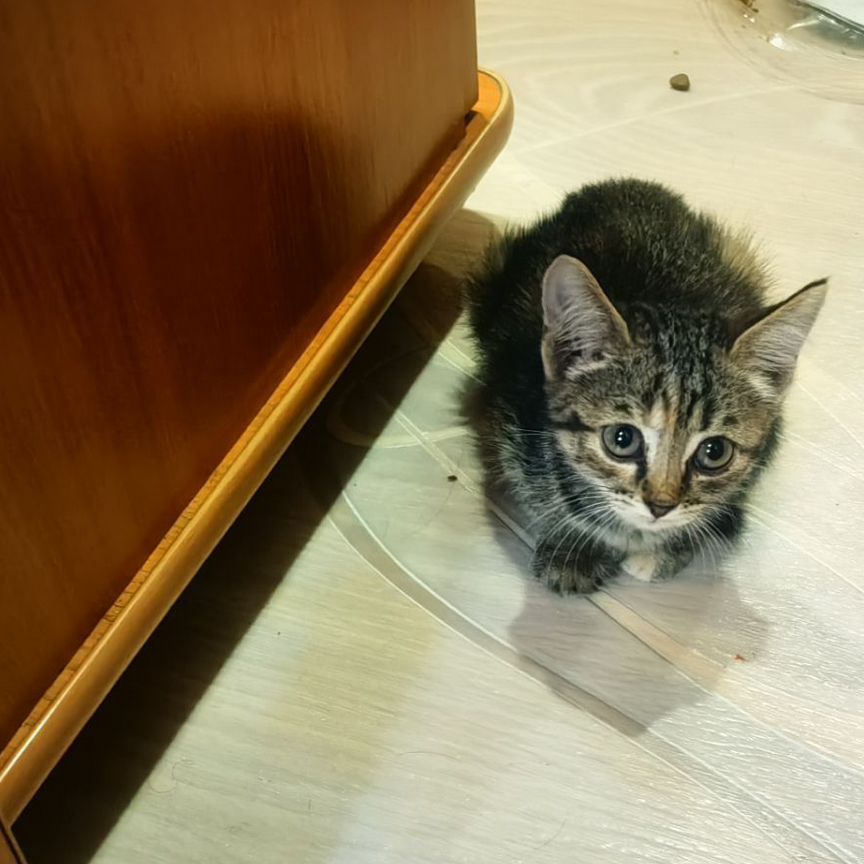 Отдам котят 4 шт в хорошие руки