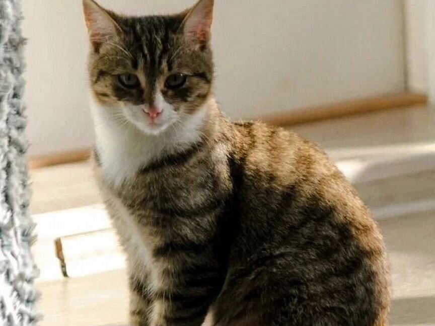 Бездомный котёнок ищет дом