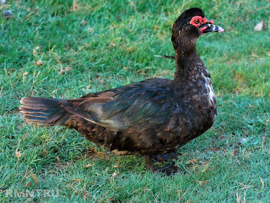 Продажа селезней индаутка количество 15 штук