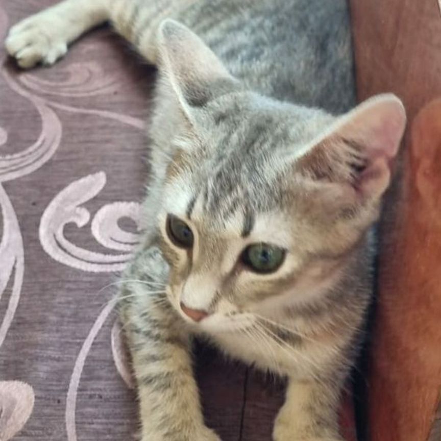 Котенок Плюша