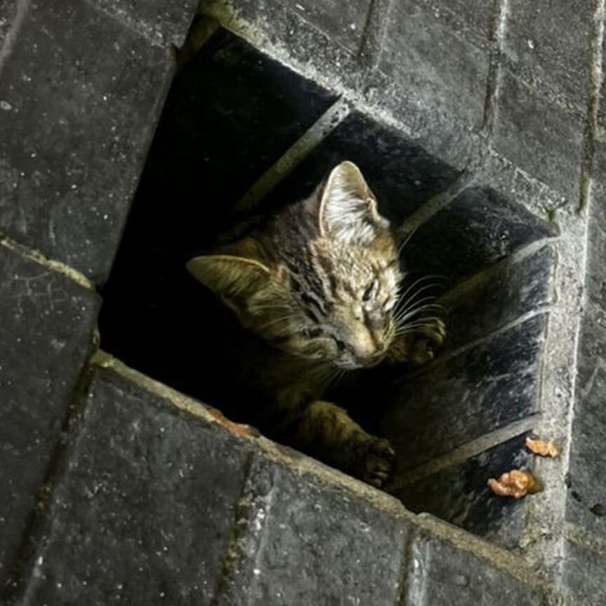 Котёнок в добрые руки