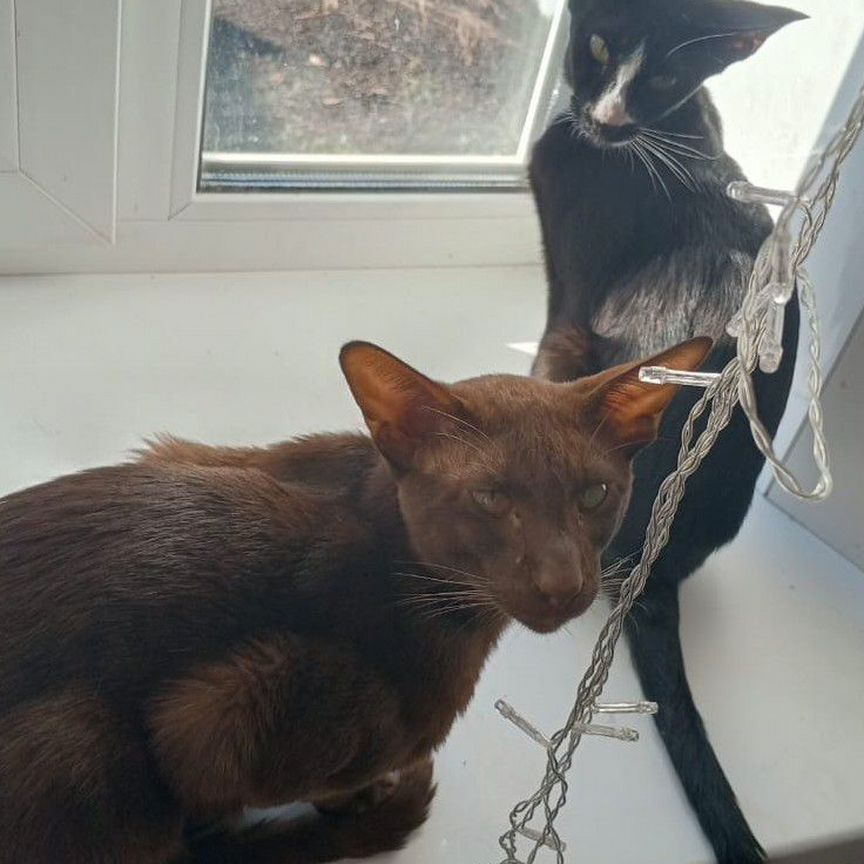 Ориентальные кот и кошечка