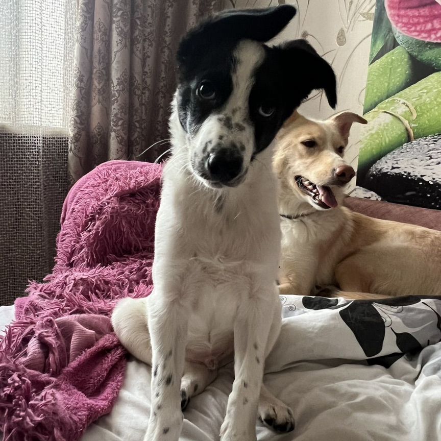 Щенок в добрые руки