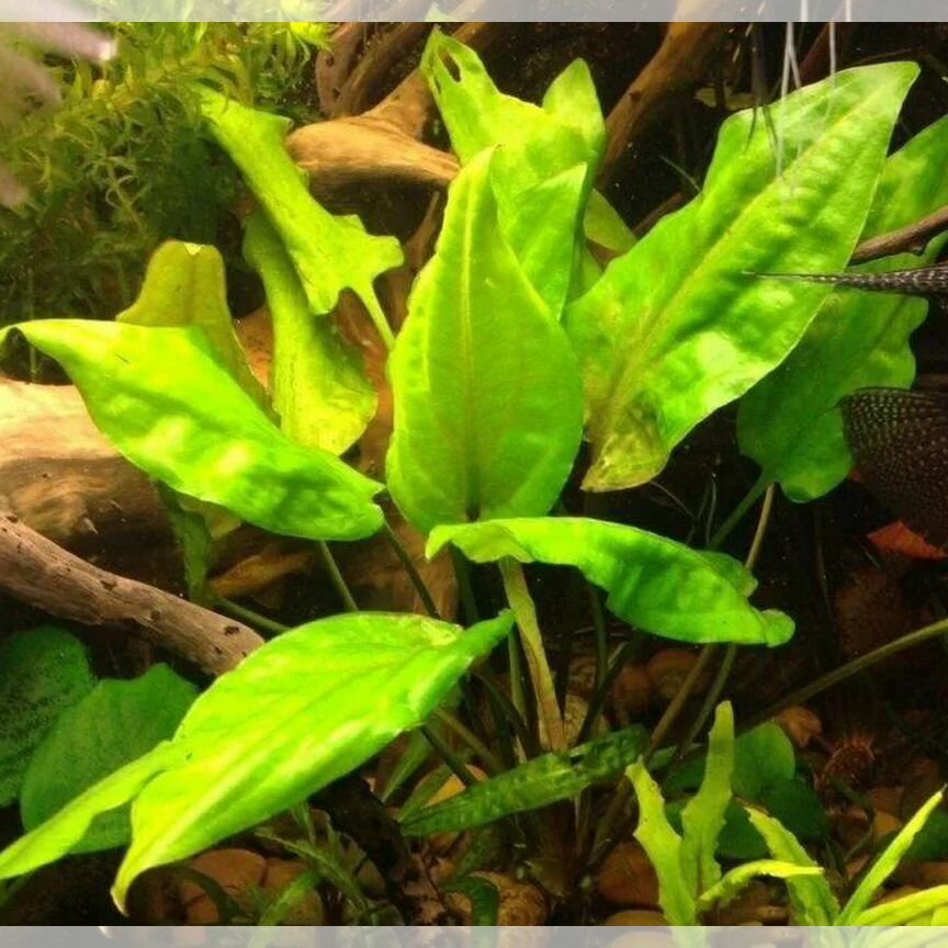 Аквариумные растения в ассортименте