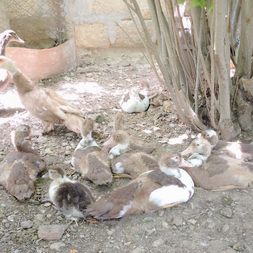 Индоутята суточные