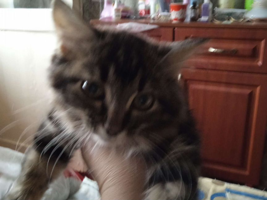 Котёнок домашний