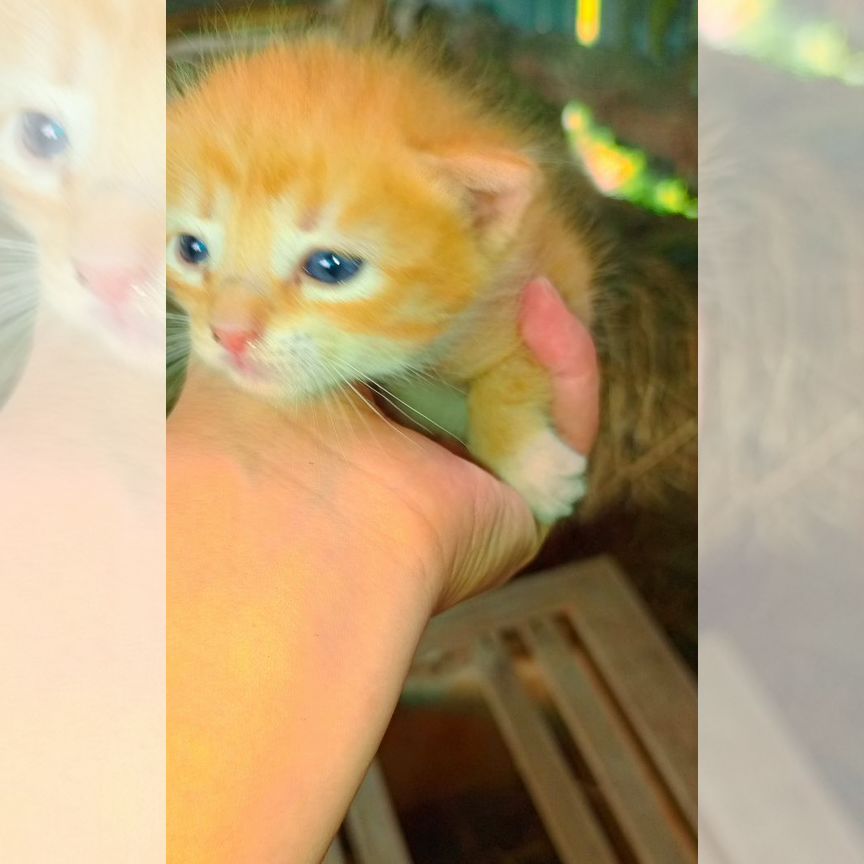 Котята в добрые руки бесплатно