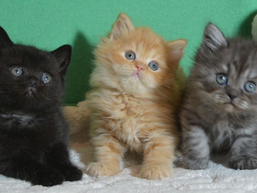 Британцы красивые