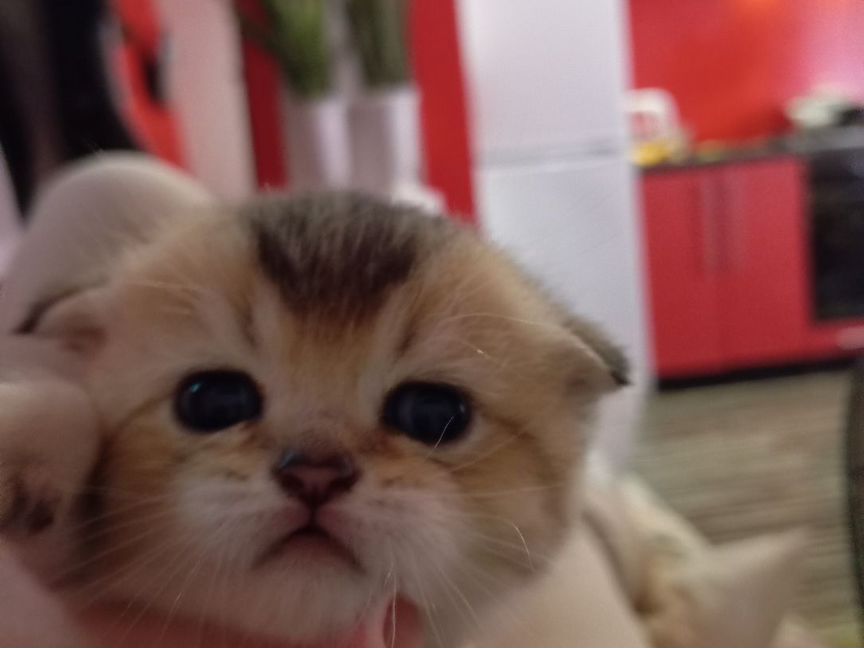 Шотландские малыши