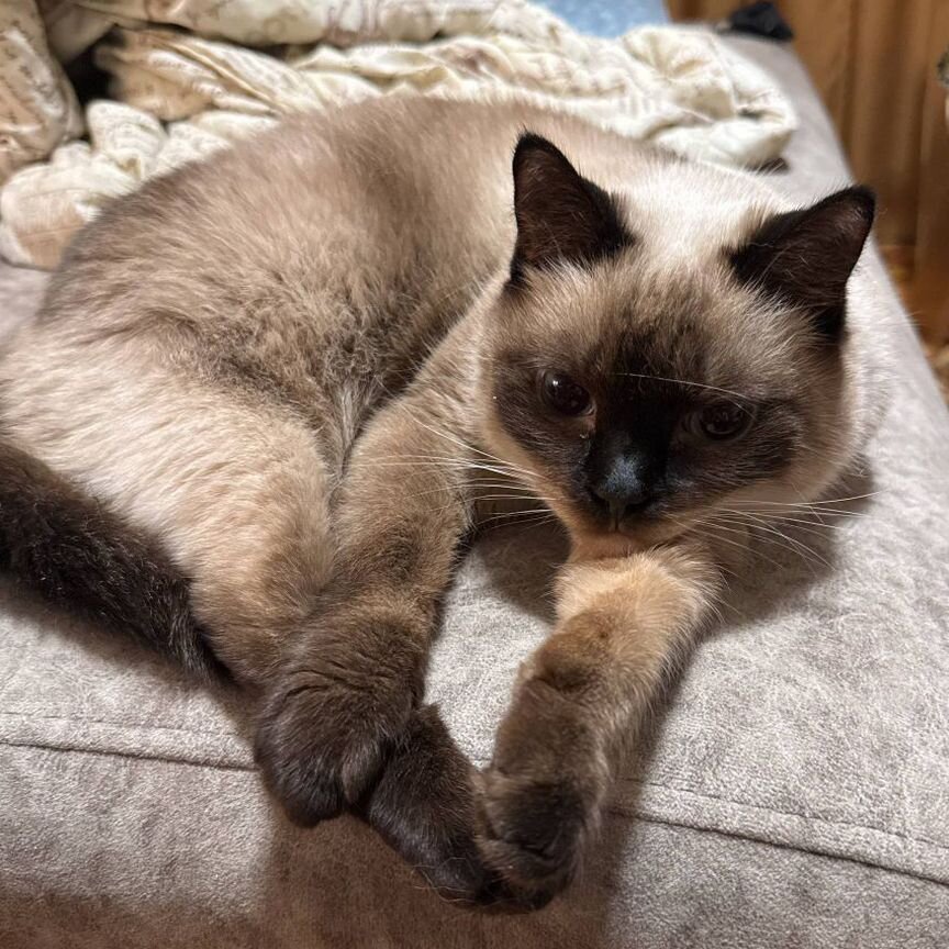 Невская маскарадная кошка, взрослая